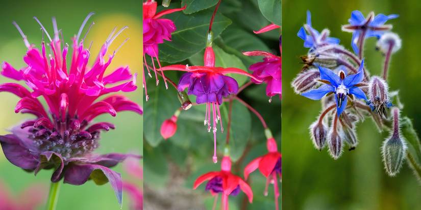 Edible Flowers: Enhance Your Meals With Flowers You Can Eat