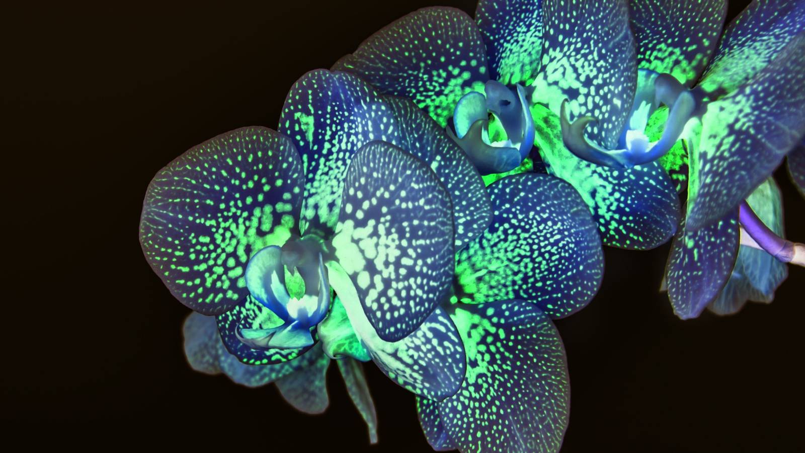 Bioluminescent Plants: Create a Unque Garden With 5 Glowing Plants