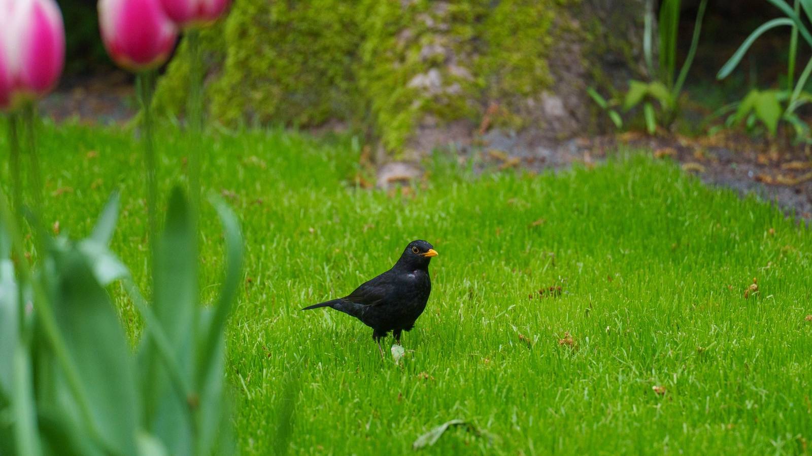 Tips to Attract Rare and Beautiful Birds to Your Landscape