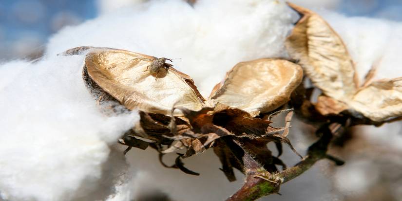 How Garden Pests Threaten Georgia’s Cotton Fields
