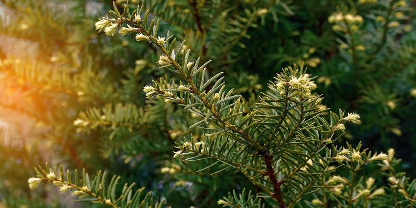 Top Poison Plants Often Mistaken for Edible Flowers and Greens