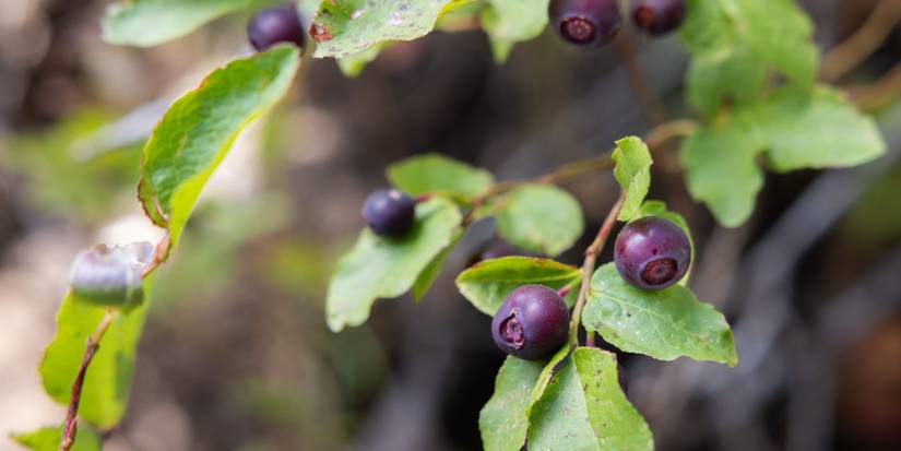 Edible Berries: 5 Types of Berries Ready to Harvest During Fall