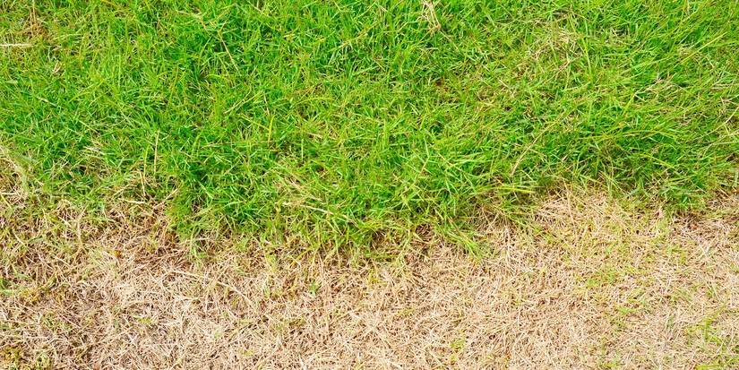 Are Lawn Pests Eating Up Your Grass?