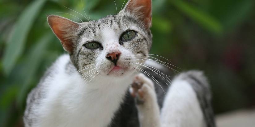 How to Keep Your Pets Safe from Mosquito Bites