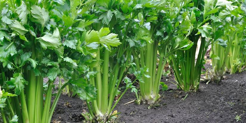 Elevate Bloody Mary Day With the Right Celery Variety