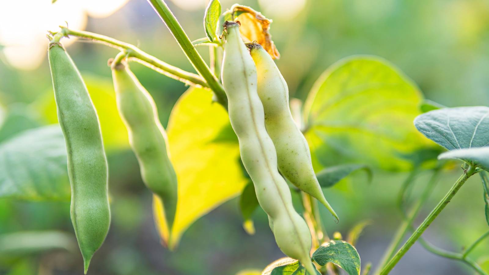 Grow Top Summer Beans For a Bountiful Harvest