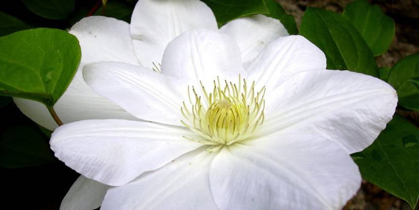 Add Flowering Vines and Climbers to Your Landscape