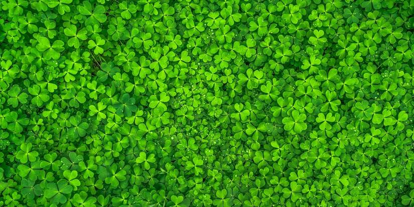 Rejuvenate Your Garden Soil with These 8 Effective Plants