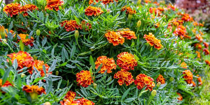 Garden Symmetry: Stunning Round Flowers to Elevate Your Landscape