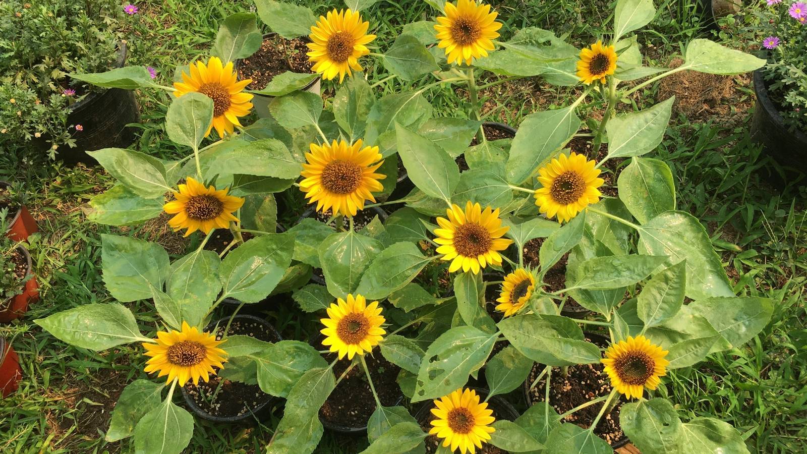 5 of the Best Sunflowers for Small Space Gardens