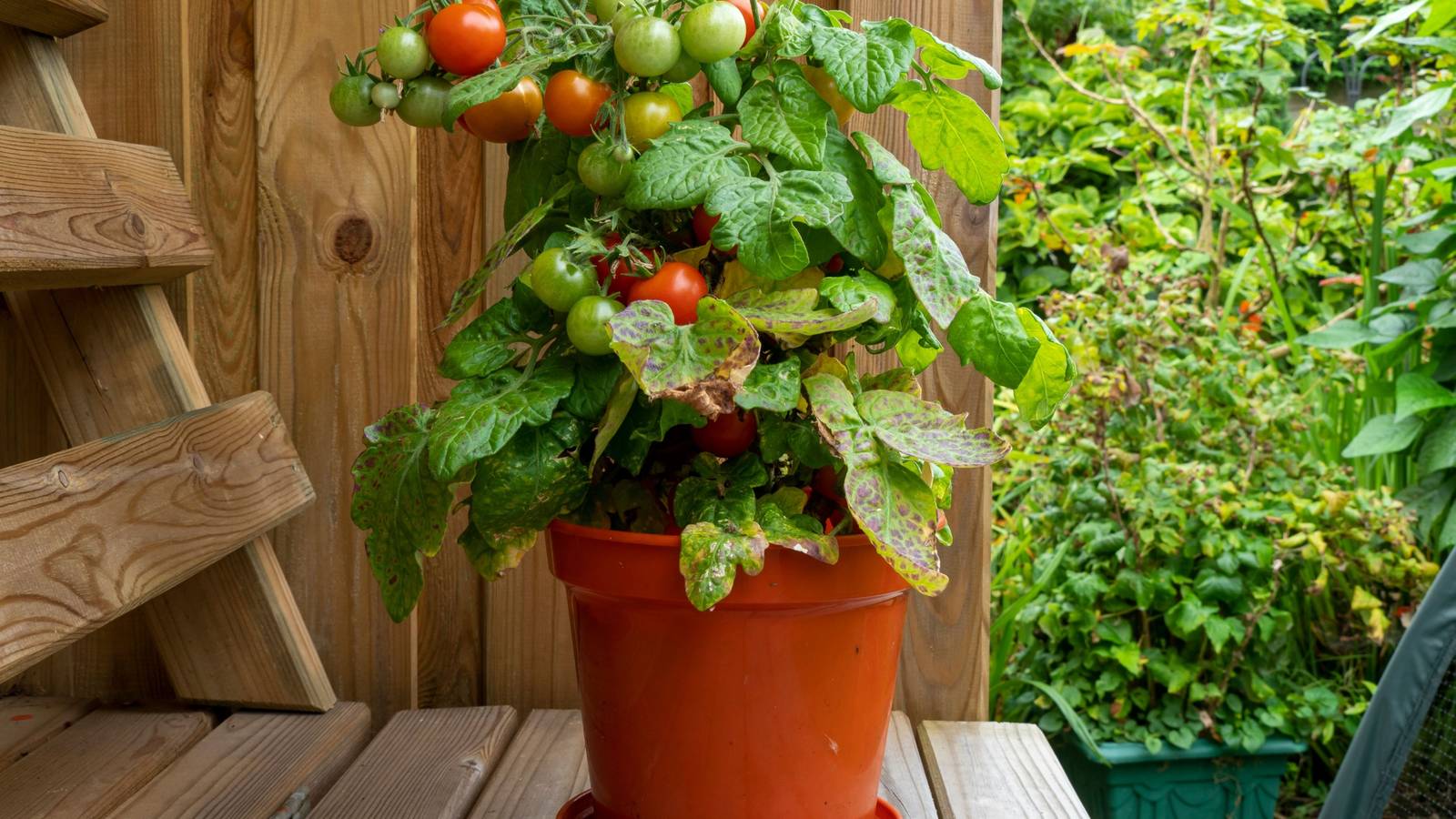 5 of the Best Tomatoes to Grow in Containers