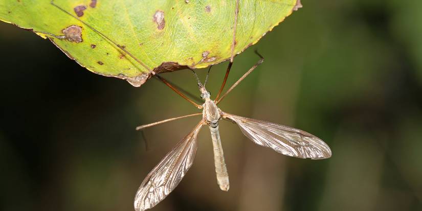 The Crane Fly Looks Like a Mosquito, But is it a Garden Pest?