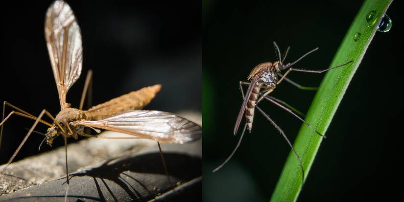 The Crane Fly Looks Like a Mosquito, But is it a Garden Pest?