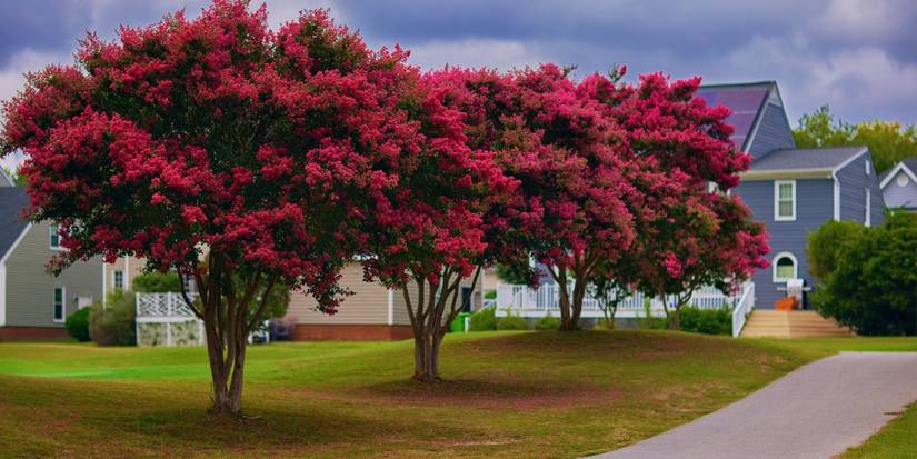 7 Stunning Plants to Create Eye-Catching Garden Focal Points