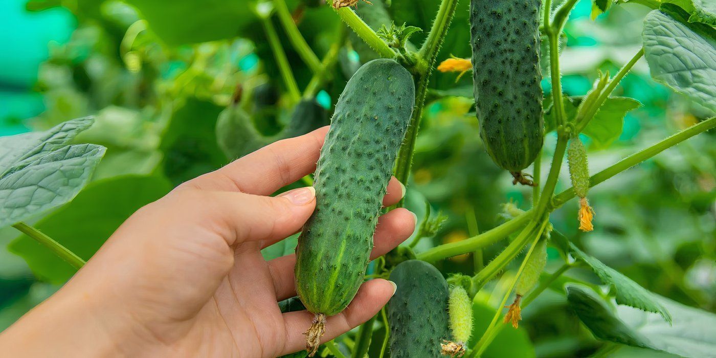 5 of the Best Vegetables to Grow in Full Sunlight
