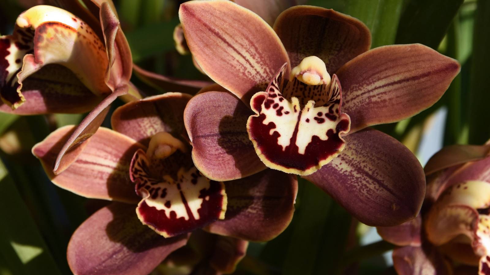 Discover 5 Brown Flowers That Will Make Your Garden Pop
