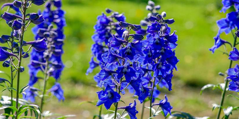 Delphinium Takes the Spotlight as the Flower of the Year