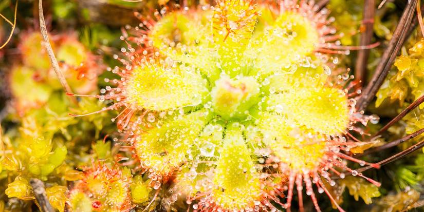 Explore Nature’s Predators at the Carnivorous Plant Show