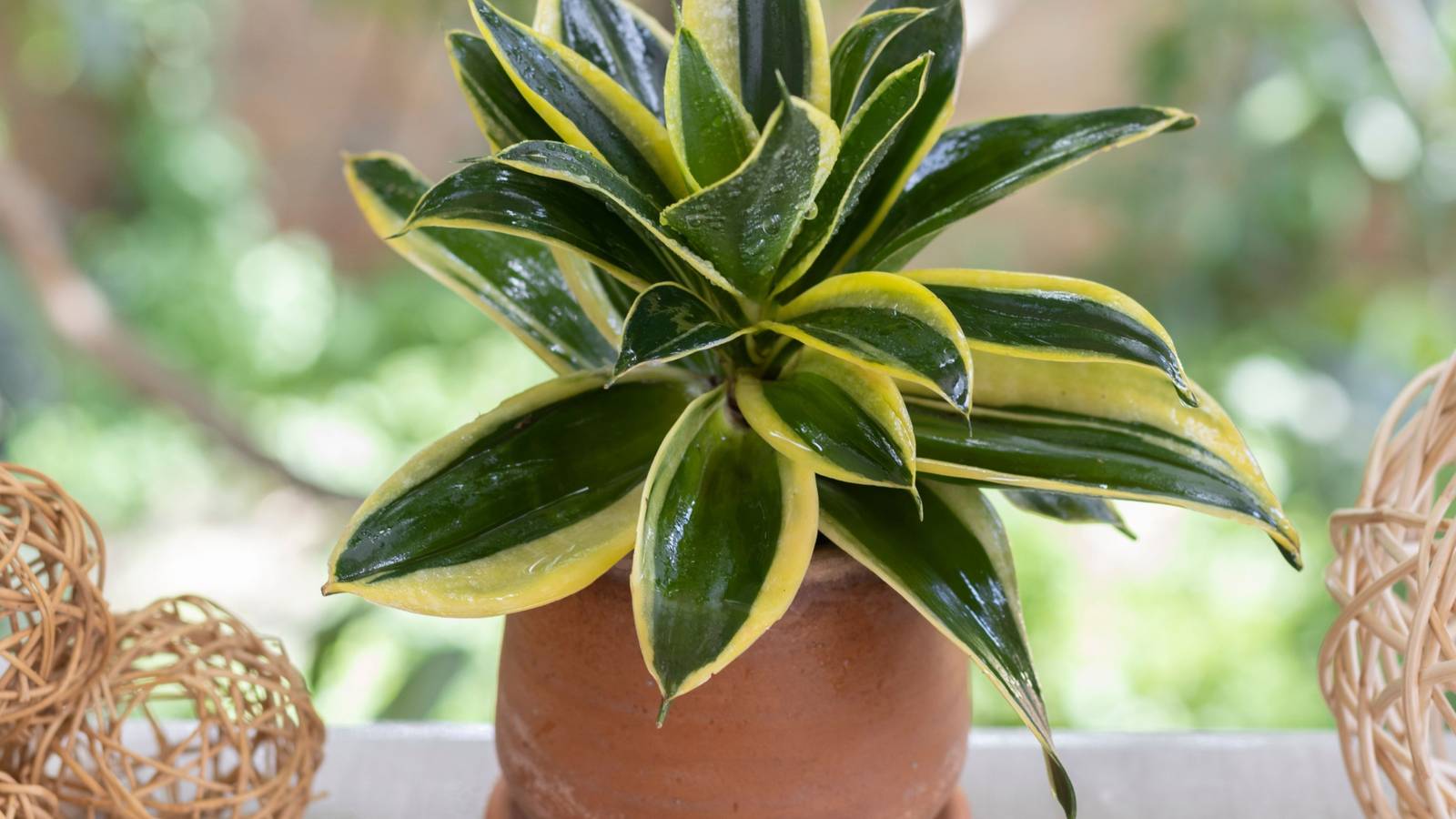 Lifelong Greenery: 6 Plants That Live the Longest and Their Growing Tips