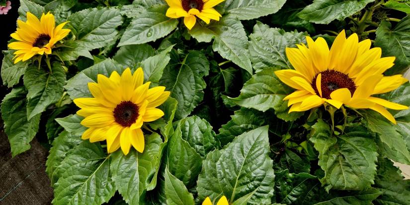 5 of the Best Sunflowers for Small Space Gardens