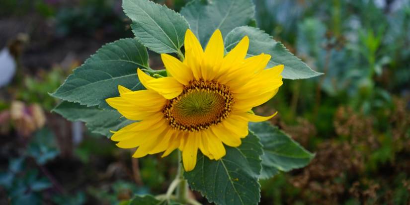 5 of the Best Sunflowers for Small Space Gardens