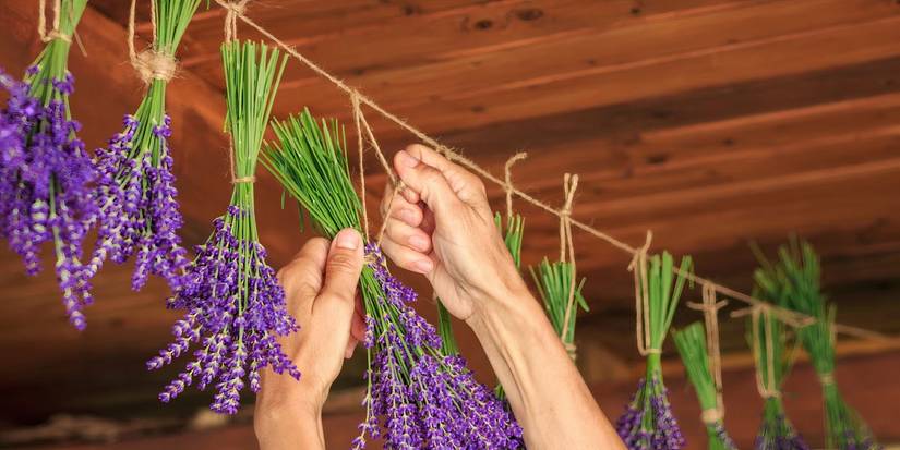 Grow Your Own Edible Flowers for Cocktails: 5 Must-Try Varieties