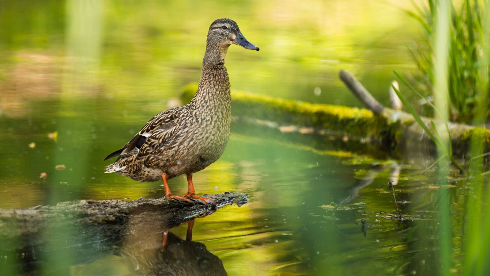 Turn Your Pond Into a Thriving Habitat With Aquatic Animals