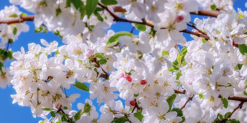 Grow Your Own Orchard: Essential Tips for Beginners