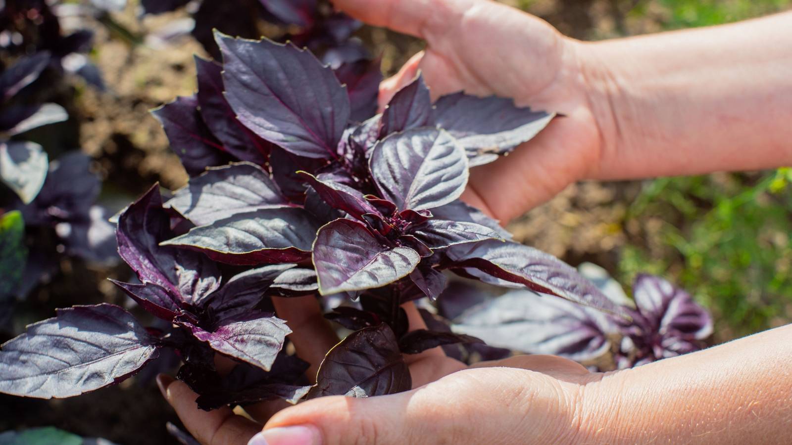 How to Grow and Care for Purple Basil: A Complete Guide