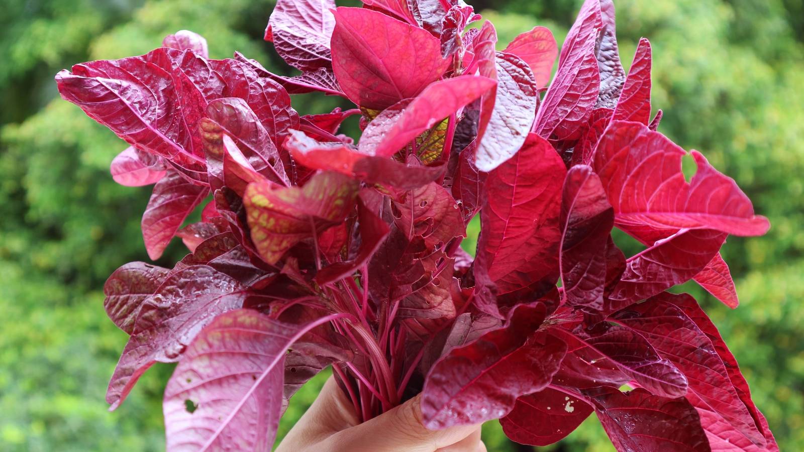 7 Garden Plants With Stunning Leaf Colors