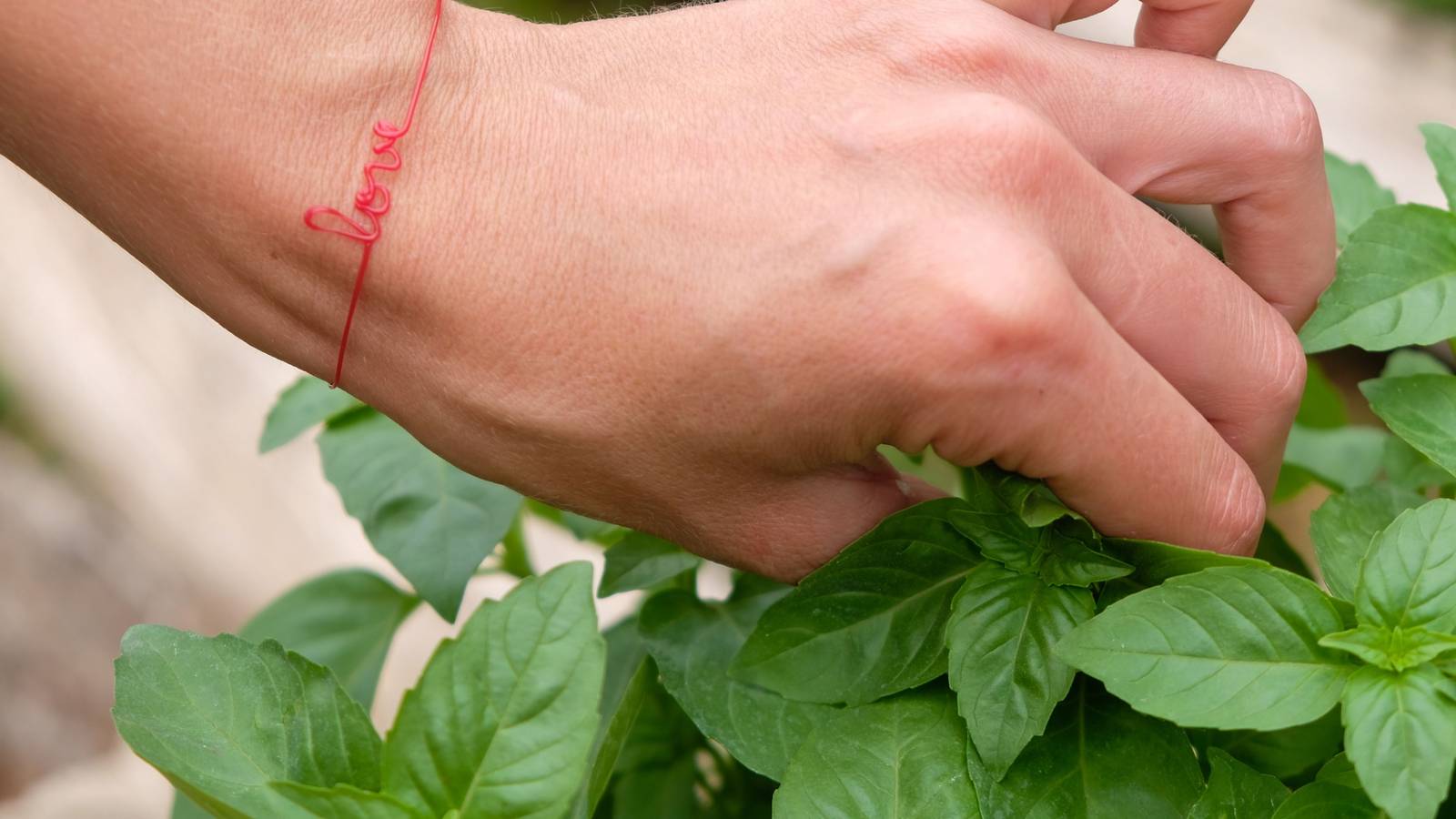 How to Pinch Herbs for Healthier and Tastier Plants in June