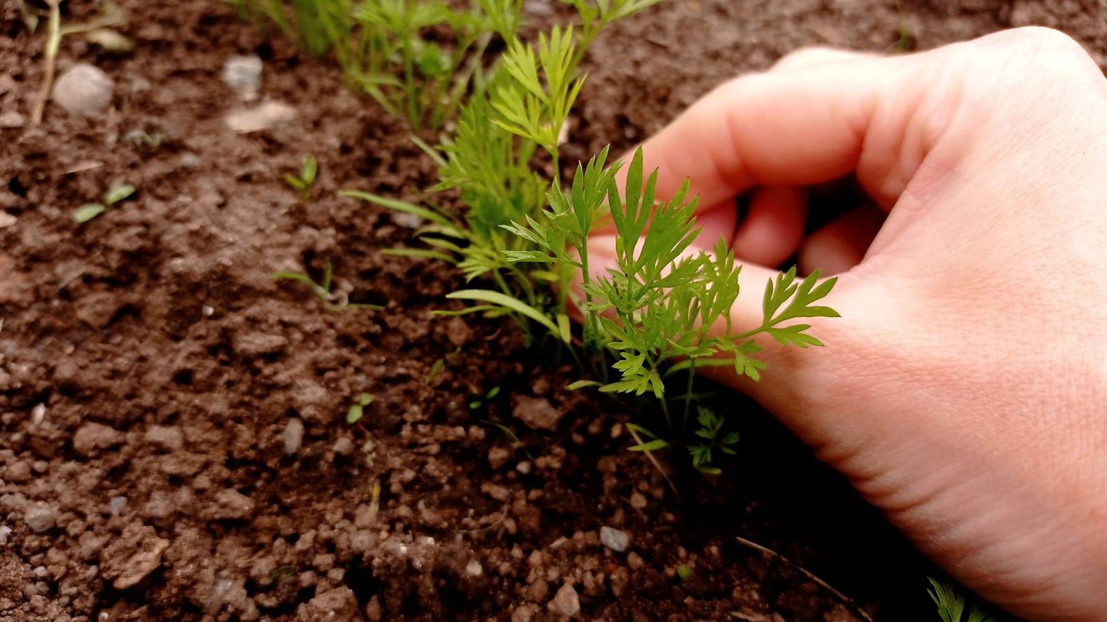 Thinning 101: How to Effectively Thin Your Summer Vegetables