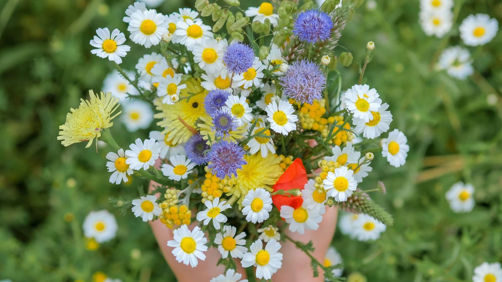 Posy: The Unexpected Hot Flower Trend in Spring Gardens