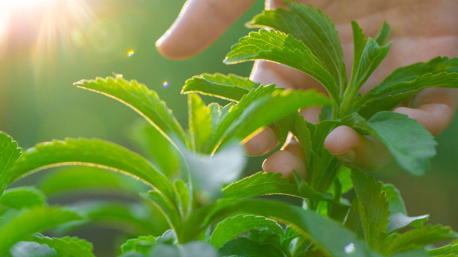 How to Grow and Care for Stevia