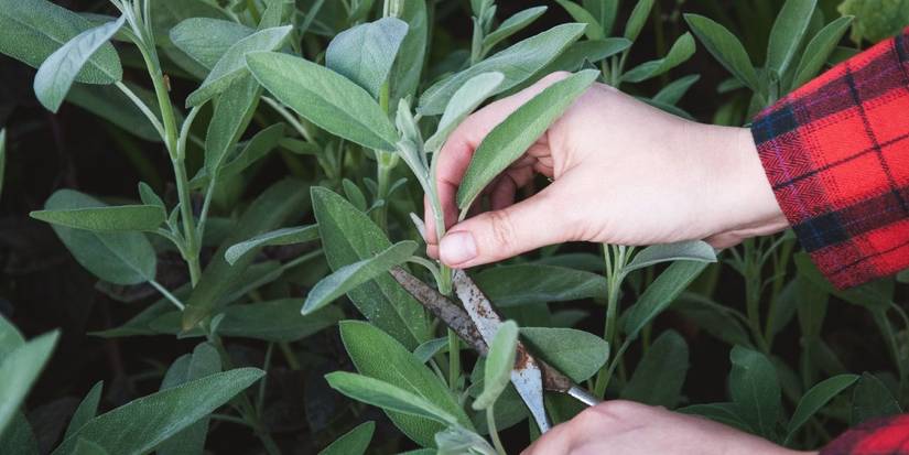 The Ultimate Month-by-Month Guide to Seeds & Gardening All Year