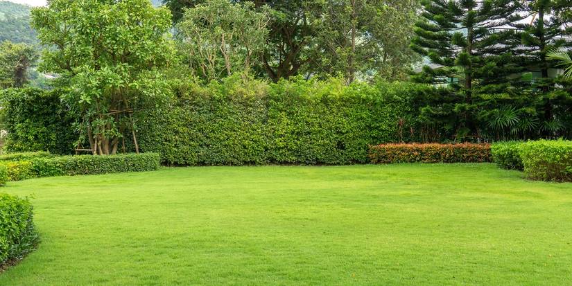 Choosing the Best Low-Water Grasses for Your Yard
