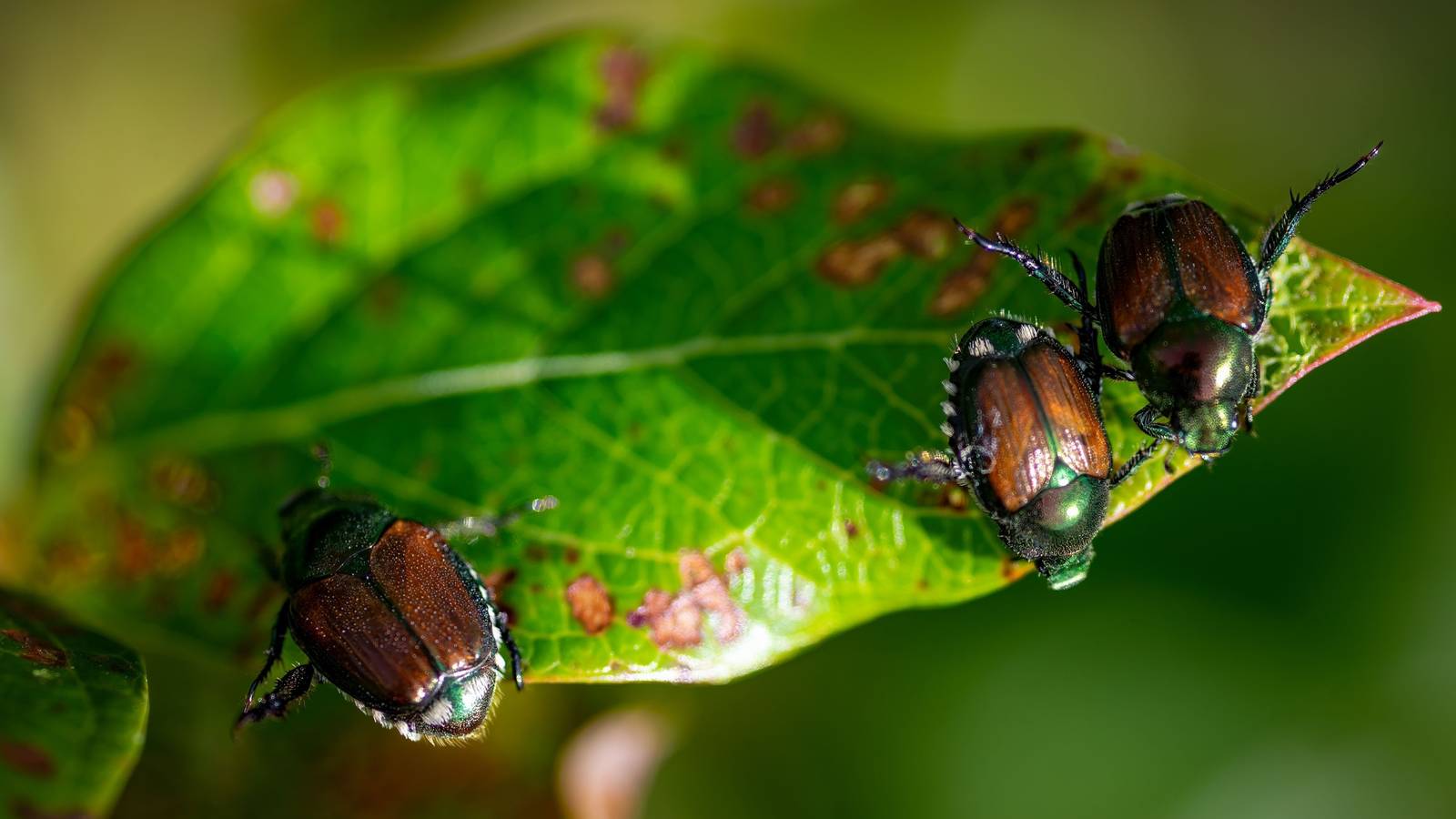 June Garden Threats: Hacks For Plant Pests and Diseases