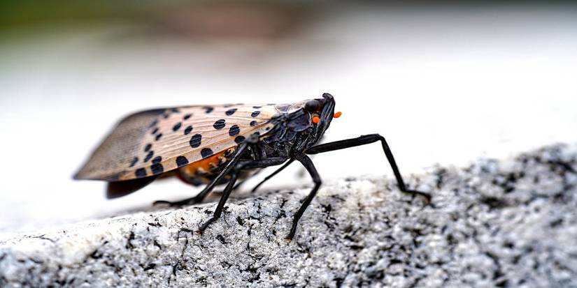 Protect Your Plants: A Guide to Managing Lanternflies Effectively