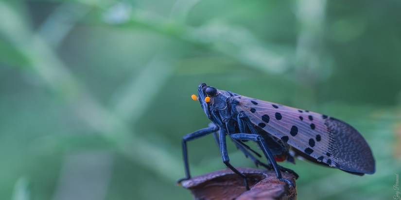 Protect Your Plants: A Guide to Managing Lanternflies Effectively
