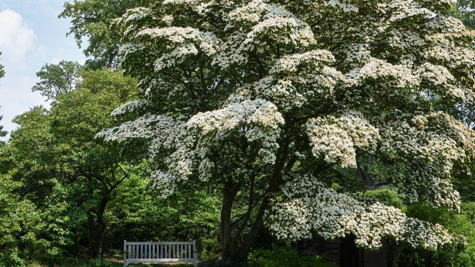 Enhance Your Landscape: 6 Trees That Boost Property Value