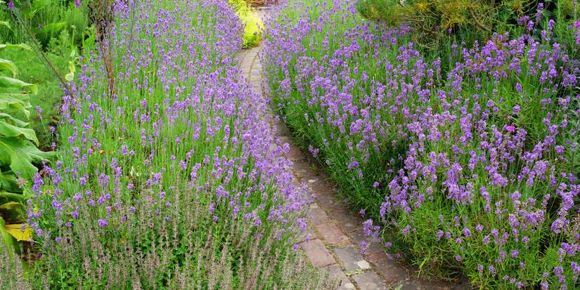 Why Lavender Is the Best Easy Plant to Grow in Your Backyard