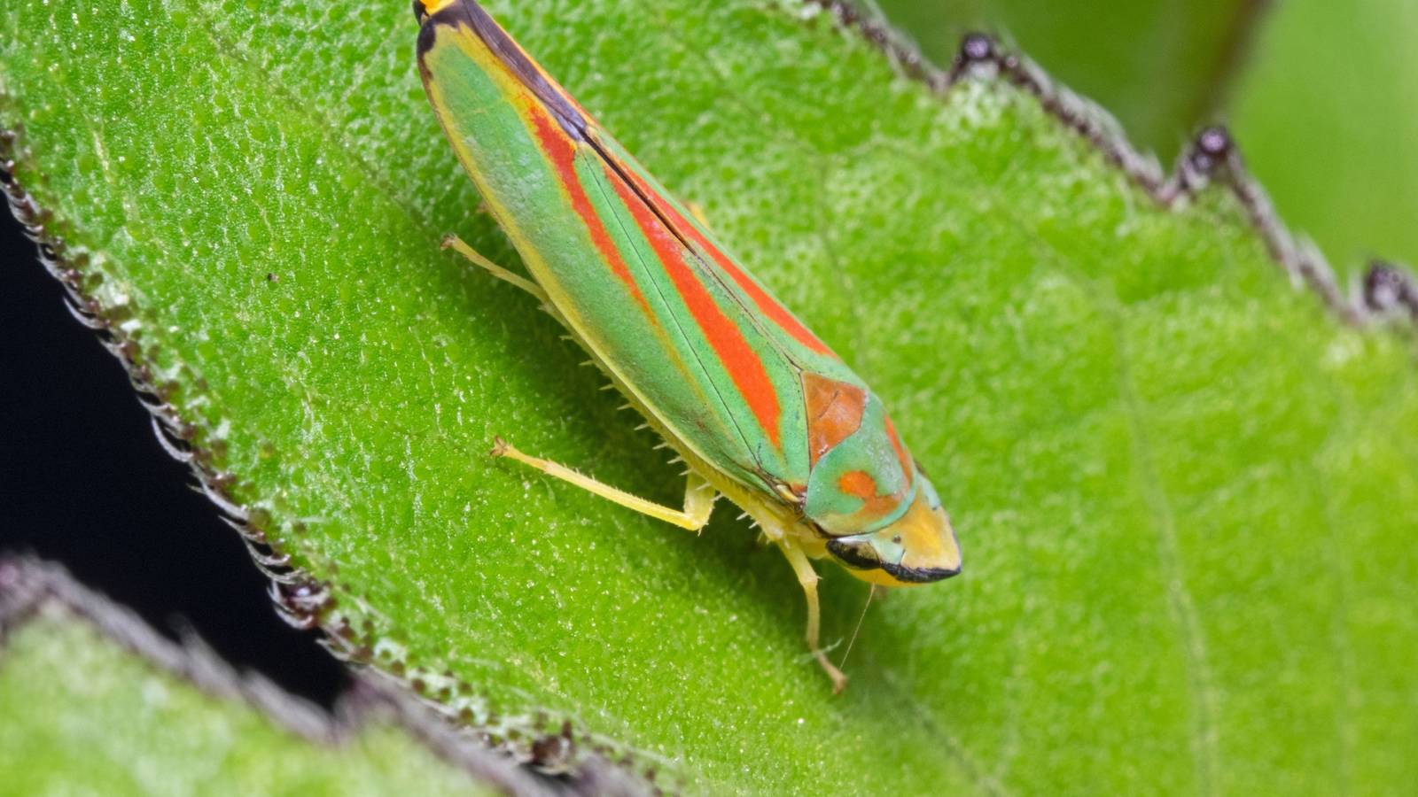 How to Identify and Control Leafhoppers in Your Garden
