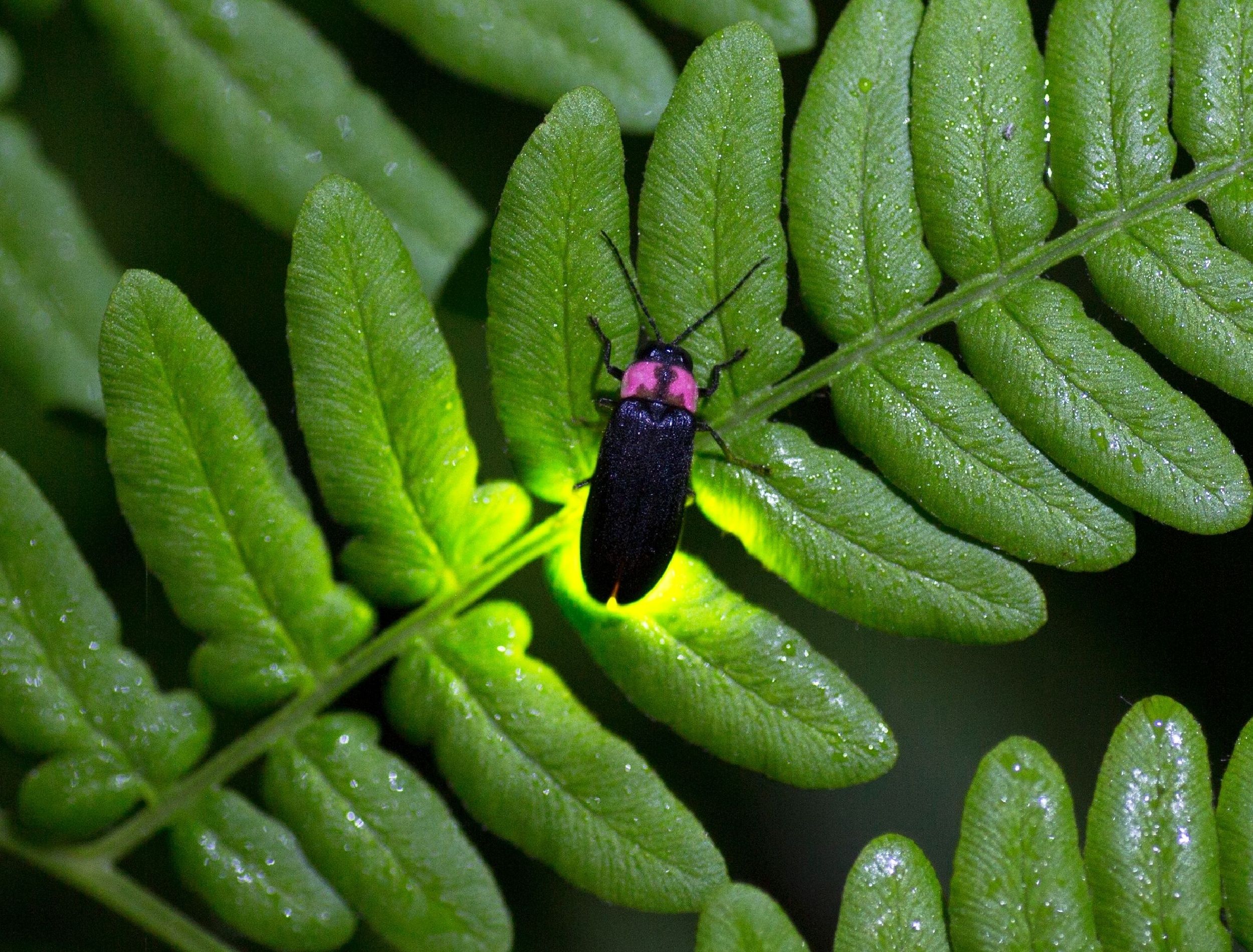 Tips for Attracting and Keeping Lightning Bugs