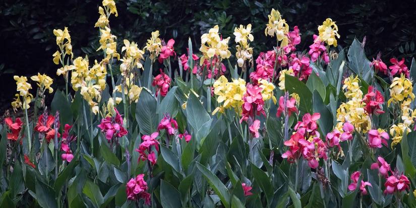 Mary Garden: Flowers and Herbs That Inspire Peace and Devotion