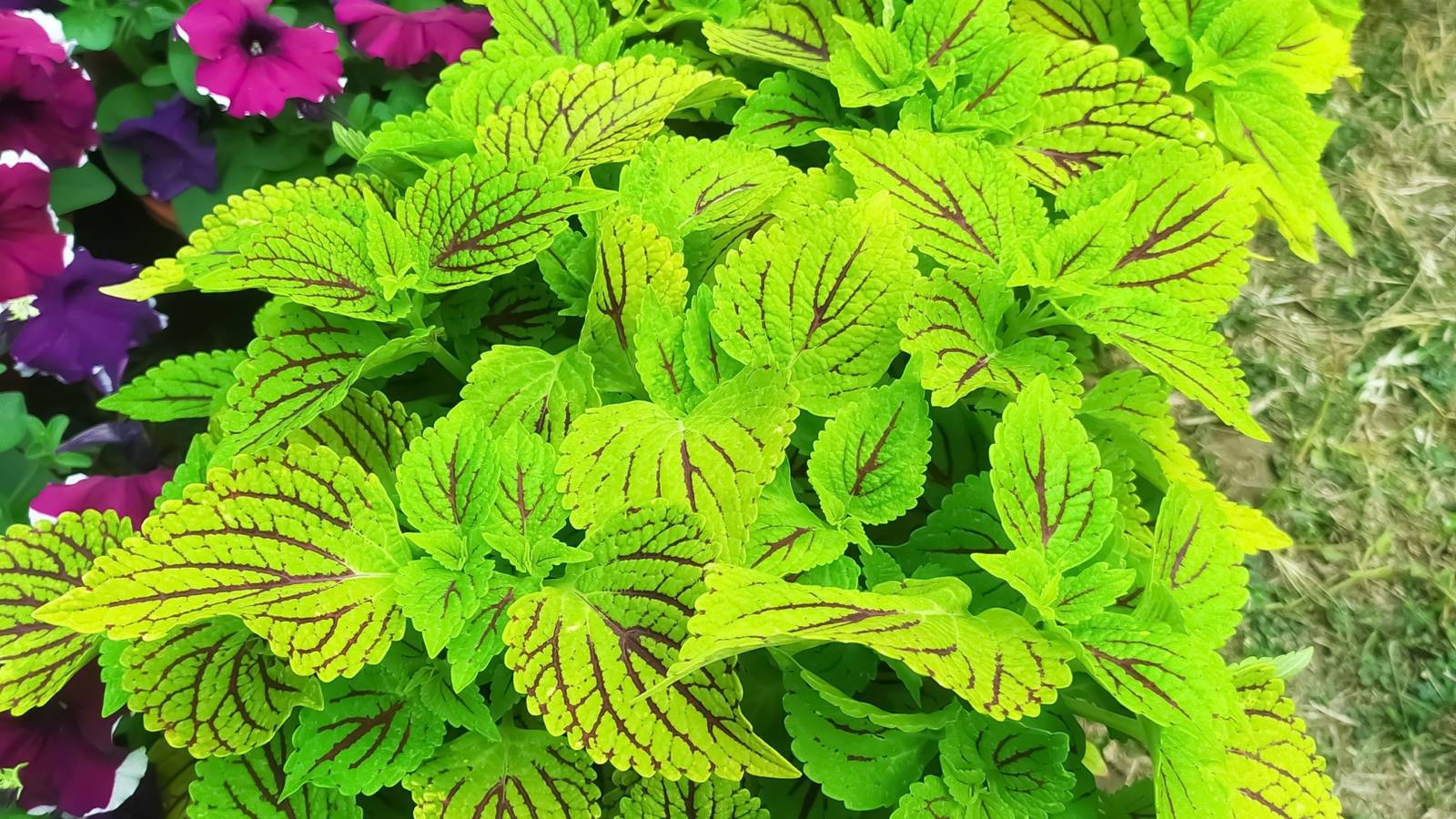 Neon Plants: Showcase These Colorful Plants in a Glow Garden