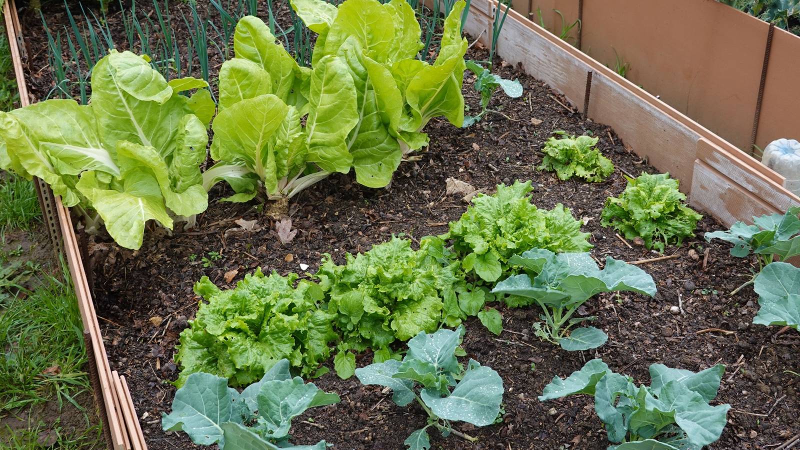 Spring Garden Bolting Solutions: Keep Your Veggies Tender Longer