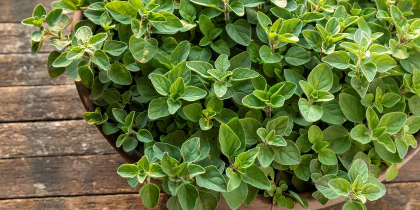 The Ultimate Month-by-Month Guide to Seeds & Gardening All Year