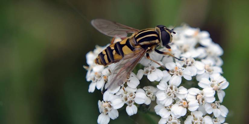 7 Under-the-Radar Pollinators You Want in Your Garden