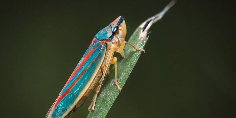 How to Identify and Control Leafhoppers in Your Garden