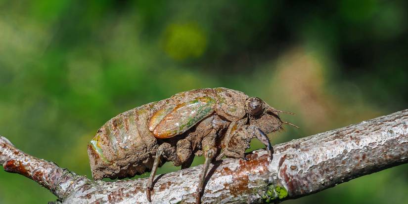 They're Back! What You Need to Know About Cicada Season